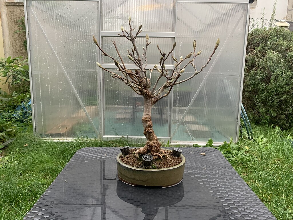 Présentation de mon Magnolia - Général - ParlonsBonsai