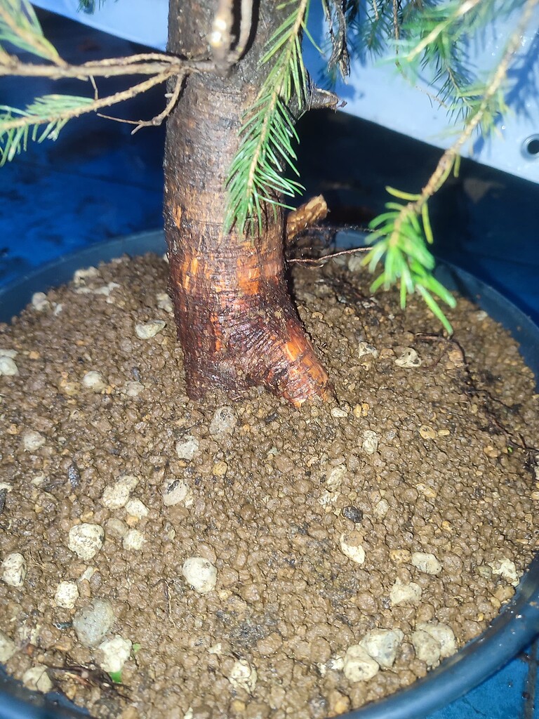 Epicea en recherche d'un projet - Général - ParlonsBonsai