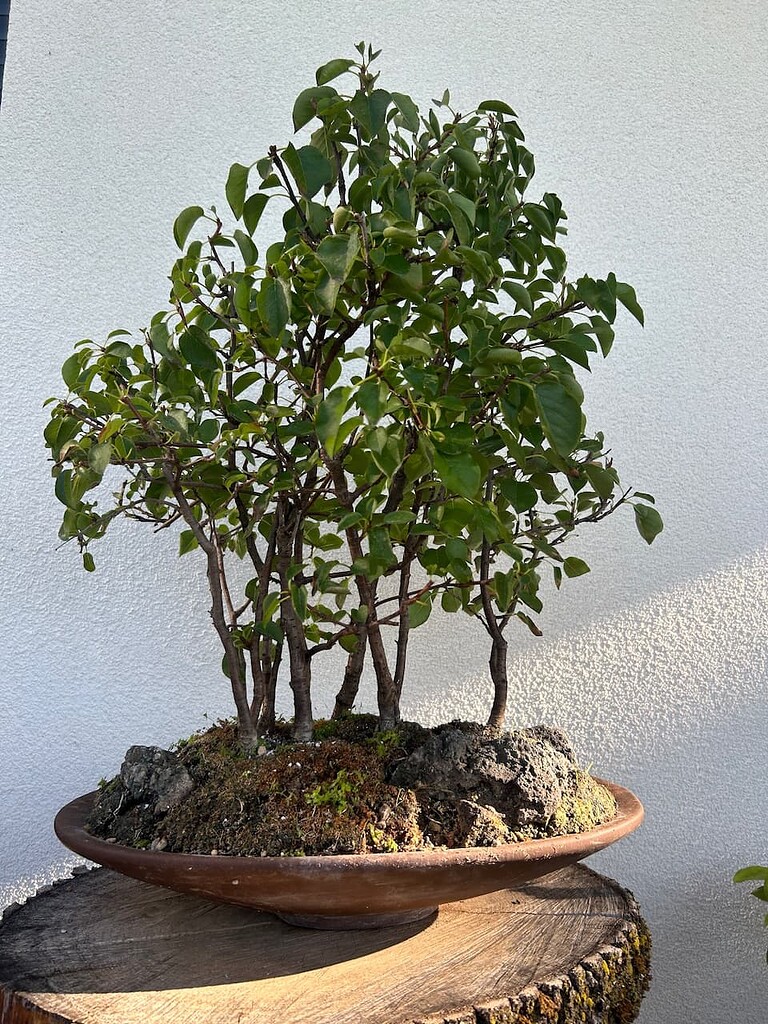 Ma forêt de 11 plants de Cerisiers sauvages! 🥰 - Général - ParlonsBonsai