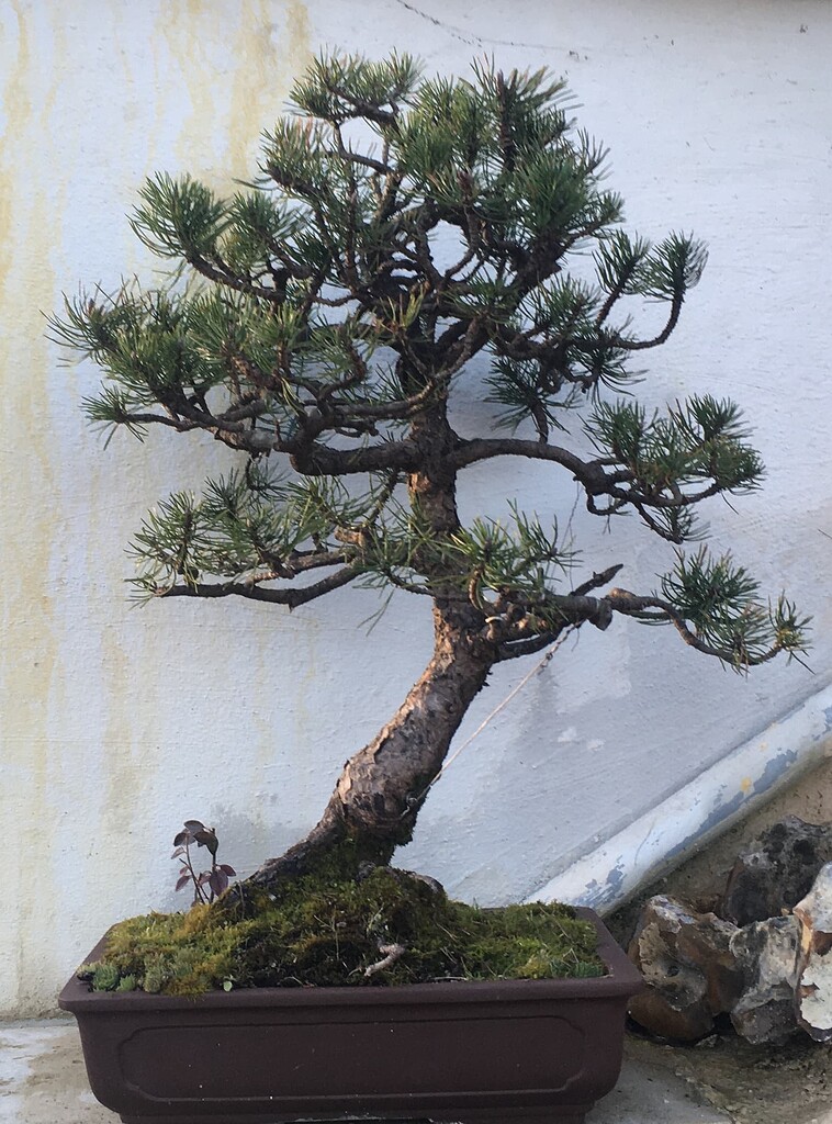 Mise en forme pin à crochet - Général - ParlonsBonsai