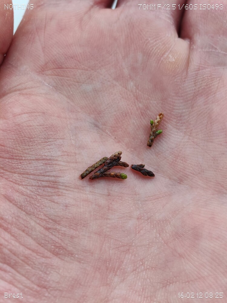 Soufre vs liquide à jin - Général - ParlonsBonsai