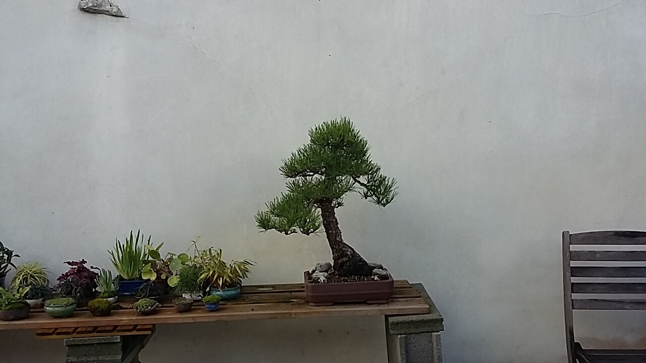 Pin noir du japon- Pinus thunbergii - #26 par LeeOw - Atelier du Sud ... Pin noir du japon- Pinus thunbergii - #26 par LeeOw - Atelier du Sud ...