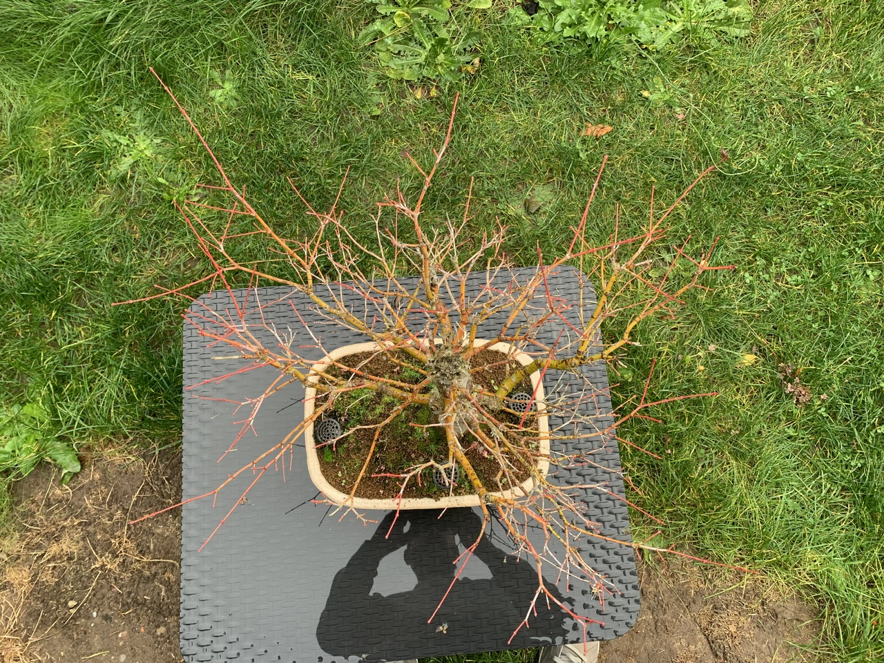 Présentation de mon Acer Palmatum - Page 2 - Les chuhin et autres grands bonsaï - ParlonsBonsai