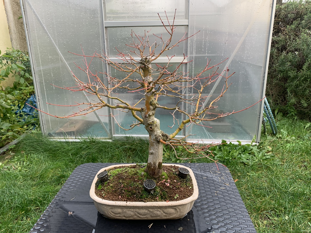 Présentation de mon Acer Palmatum - Page 2 - Les chuhin et autres grands bonsaï - ParlonsBonsai