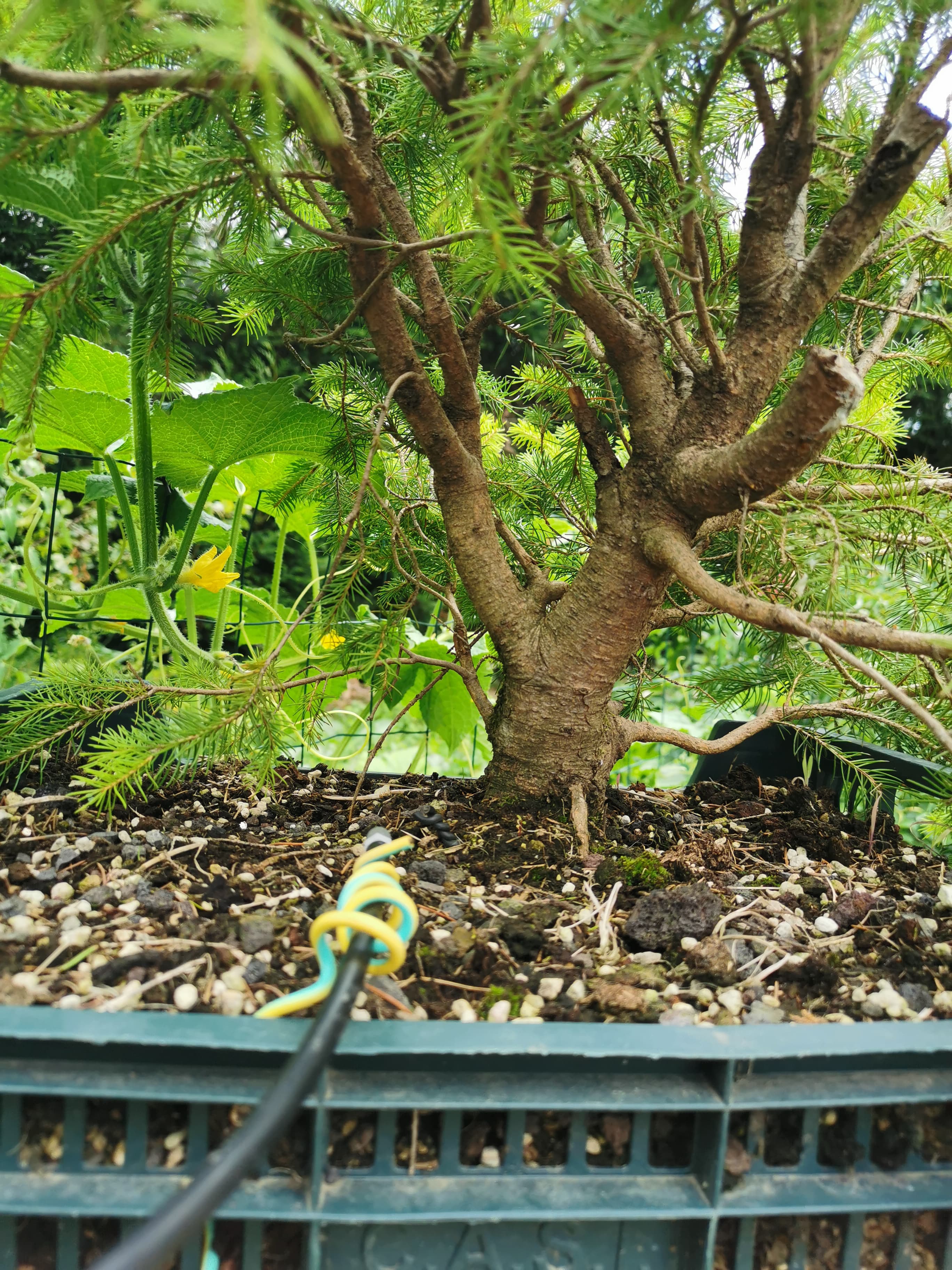 Projet pour un épicéa - Mes premiers bonsai - Présentation et premiers pro - ParlonsBonsai