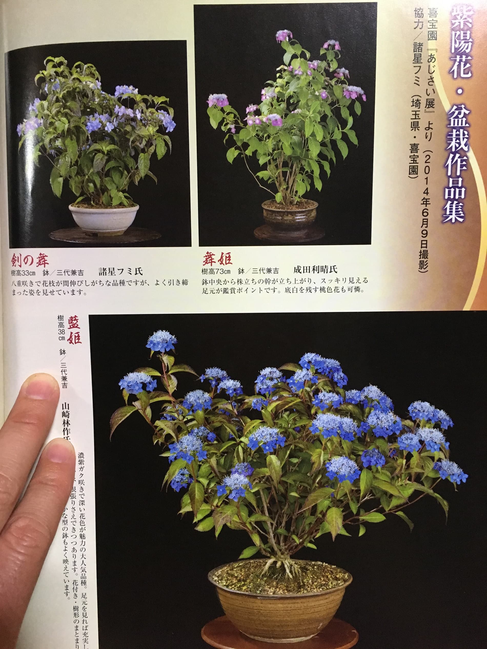 Hydrangea petiolaris cordifolia - Les chuhin et autres grands bonsaï ...