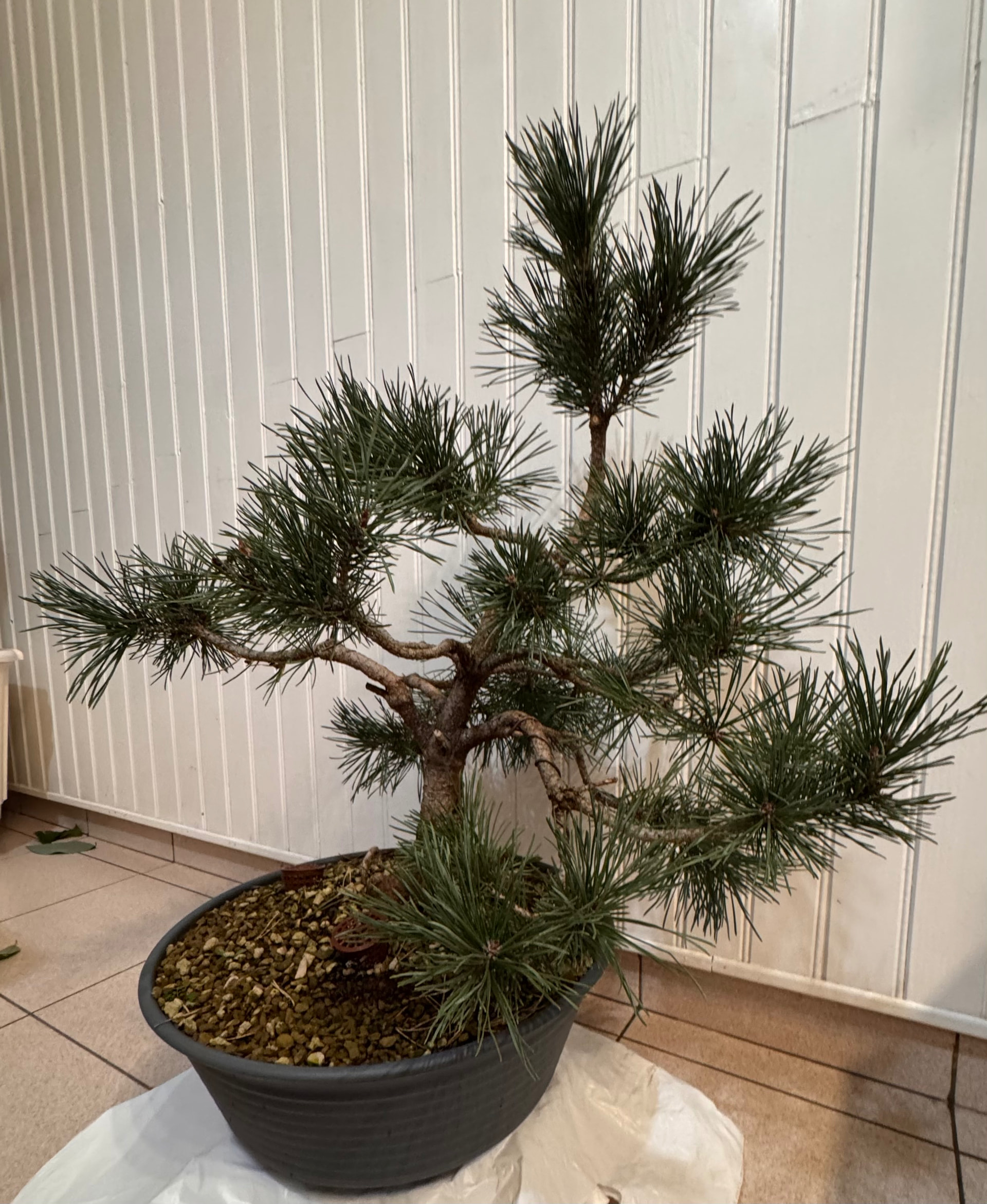 Idées pour un Pin sylvestre - Vous et vos arbres - ParlonsBonsai