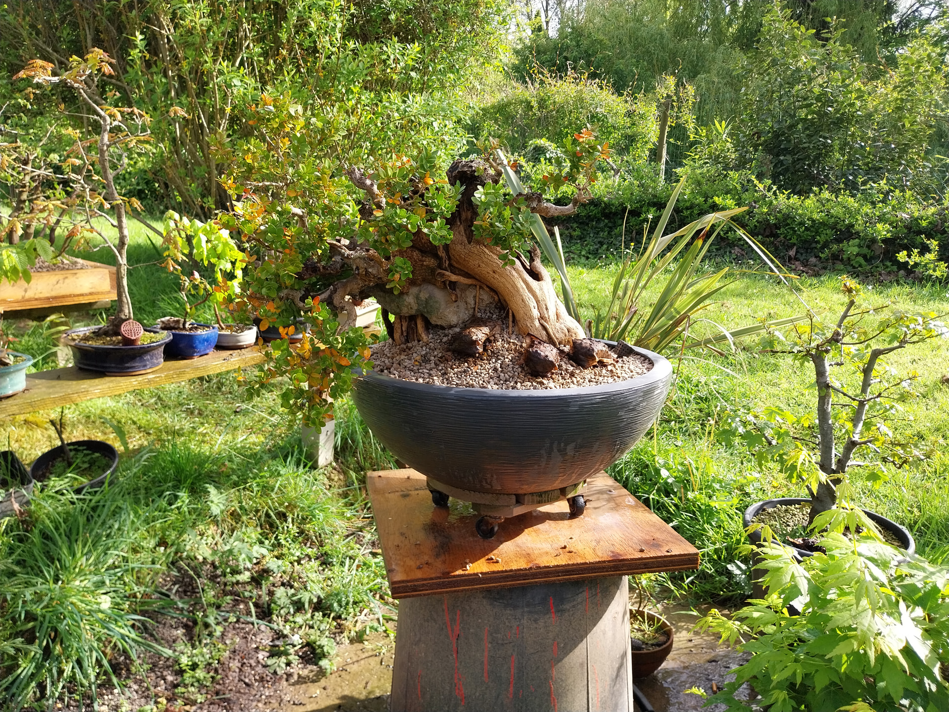 Buis style Burton? - Général - ParlonsBonsai