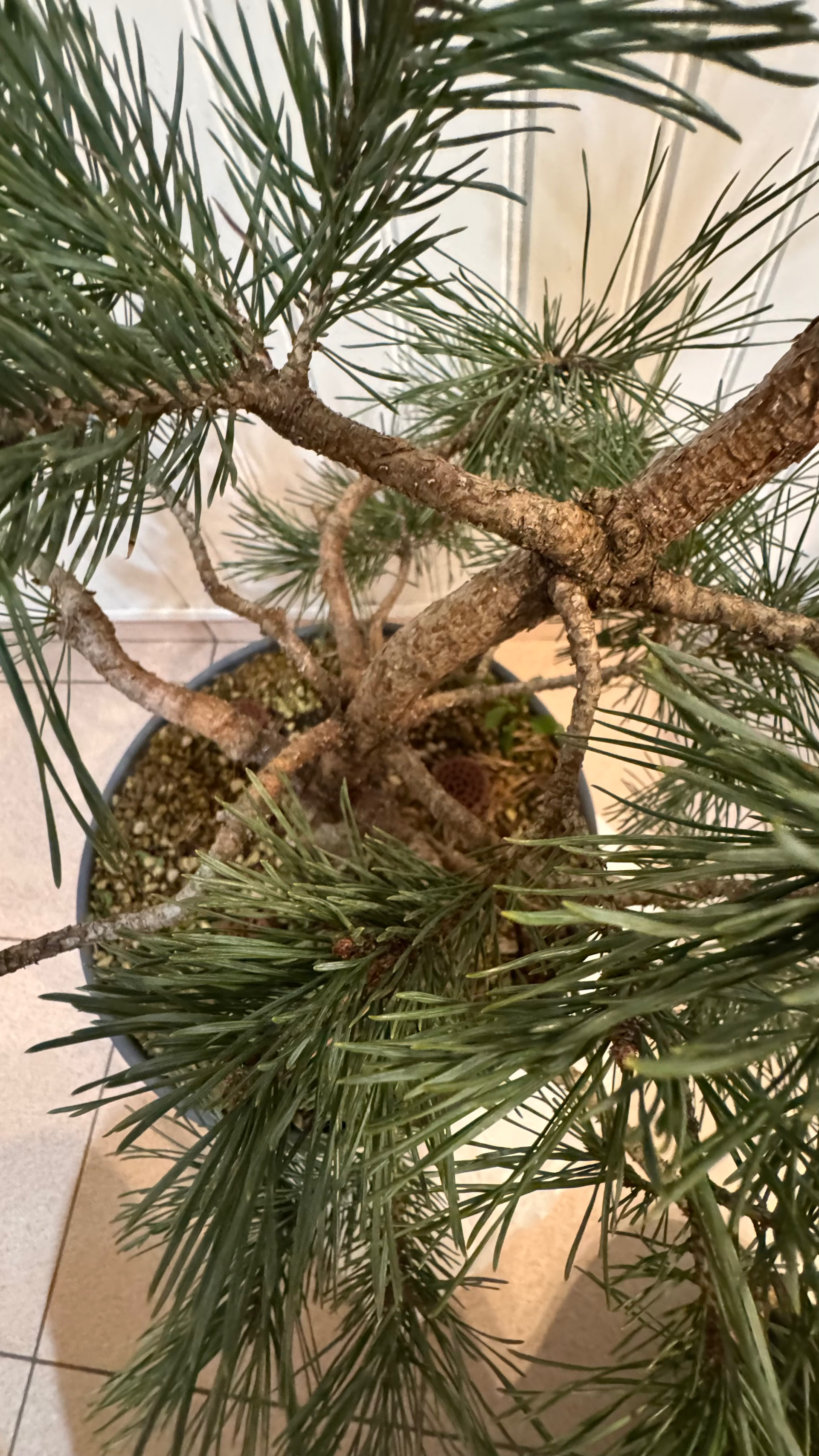 Idées pour un Pin sylvestre - Vous et vos arbres - ParlonsBonsai