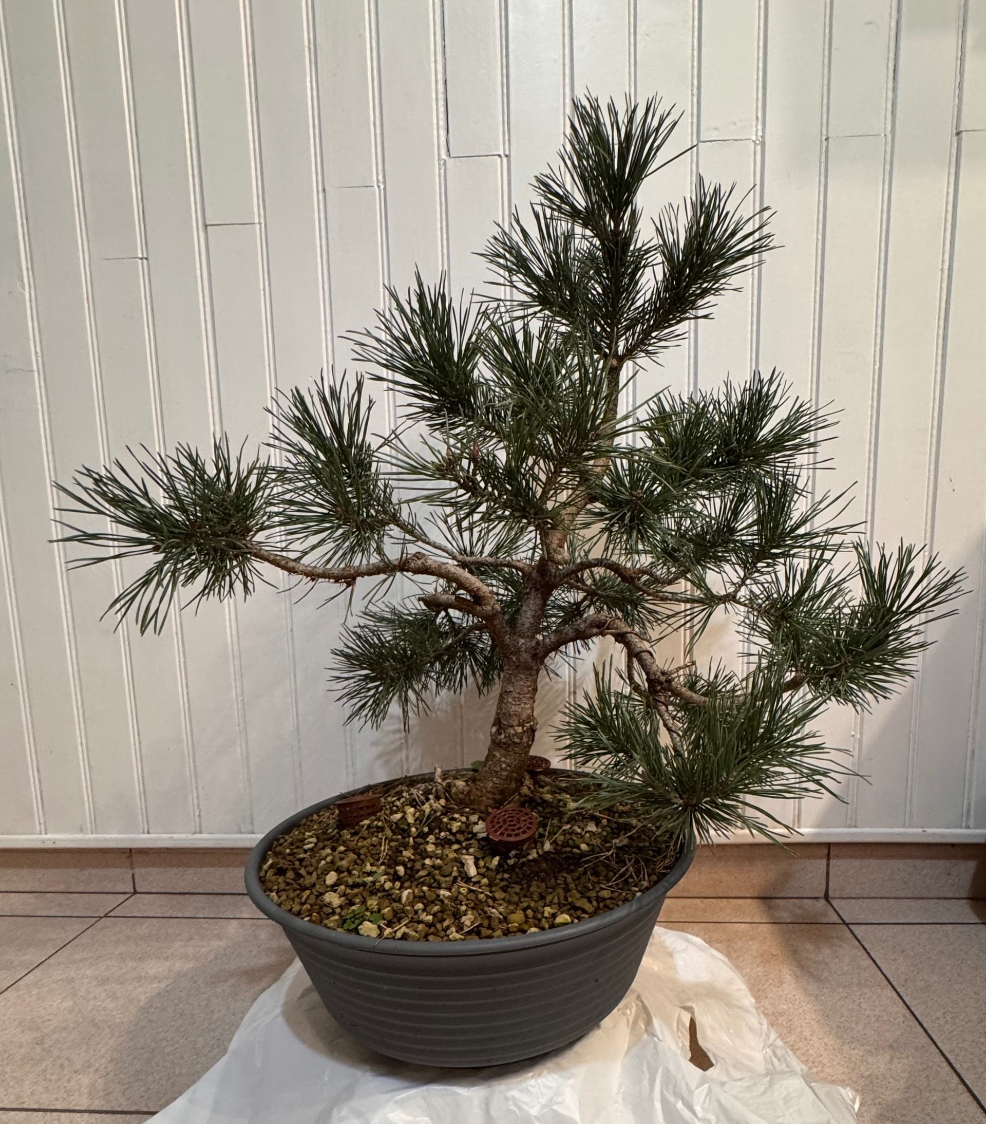 Idées pour un Pin sylvestre - Vous et vos arbres - ParlonsBonsai
