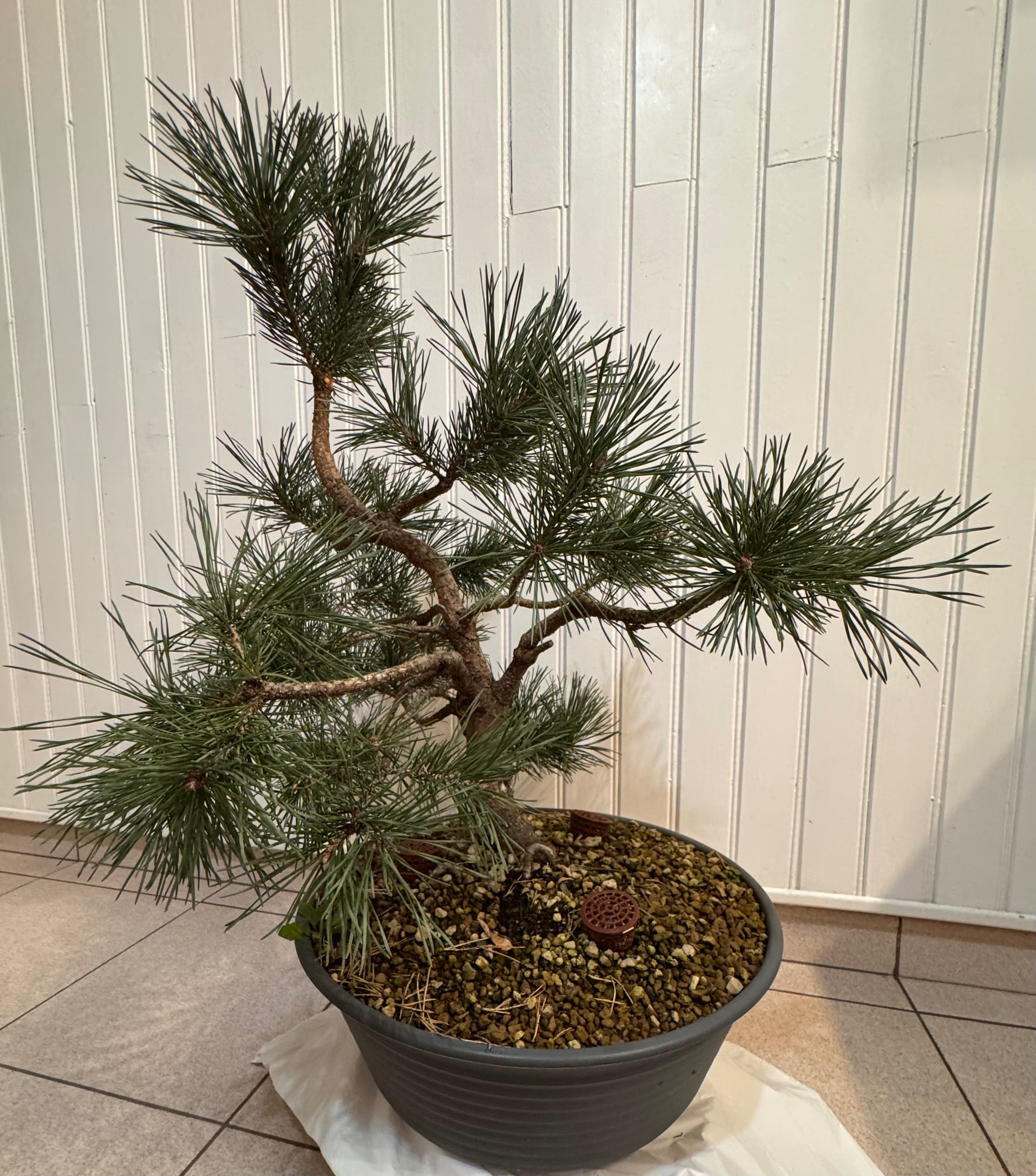 Idées pour un Pin sylvestre - Vous et vos arbres - ParlonsBonsai